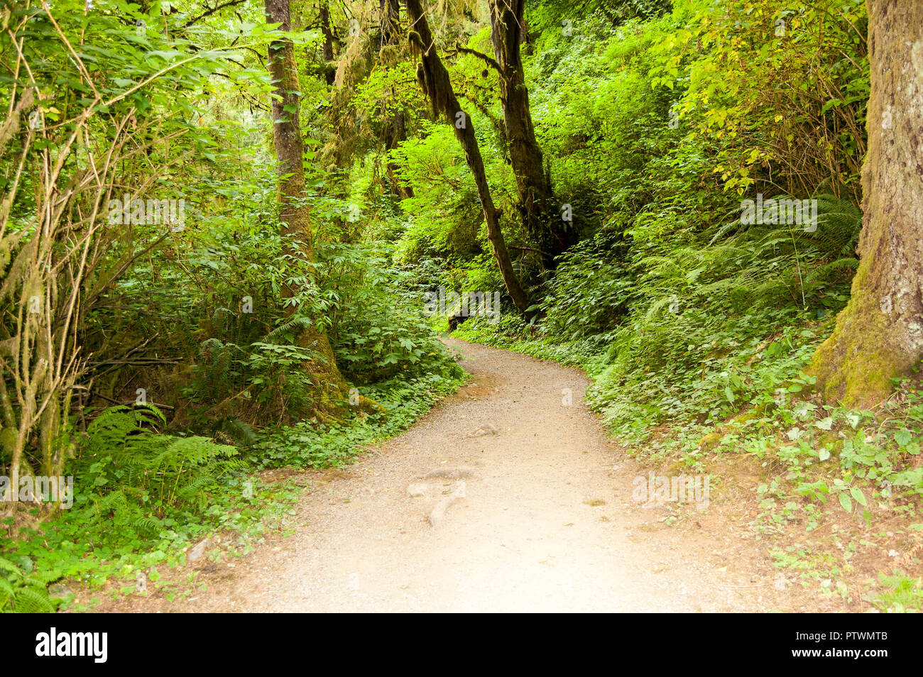 A well used path in the forest of northern California Stock Photo - Alamy