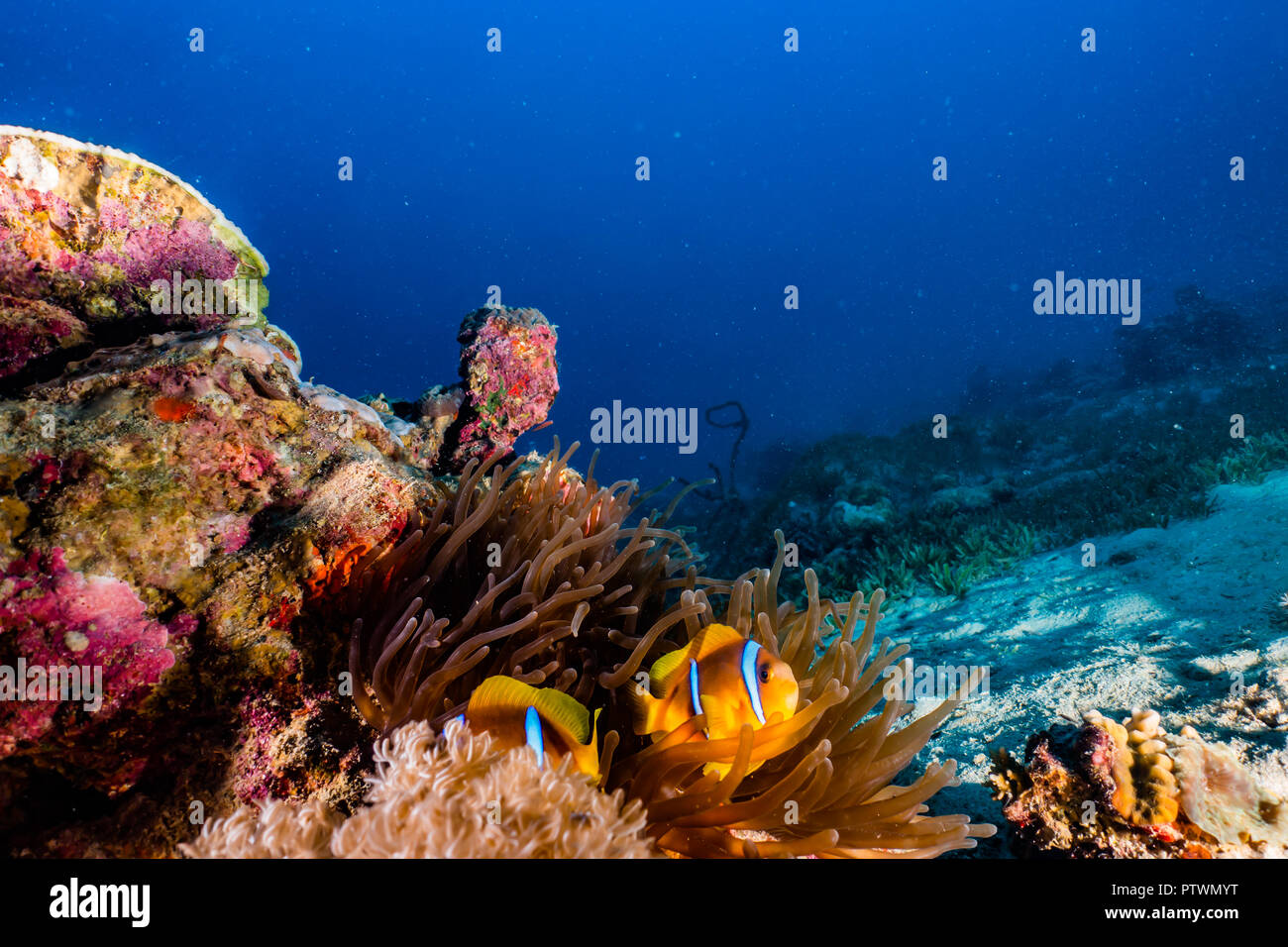 Coral reefs and water plants in the Red Sea, colorful and different ...