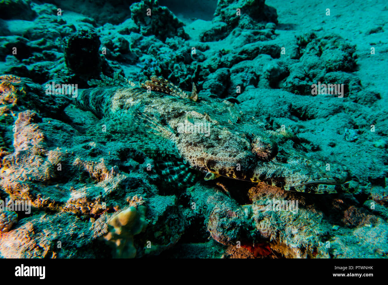Coral reefs and water plants in the Red Sea, colorful and different ...