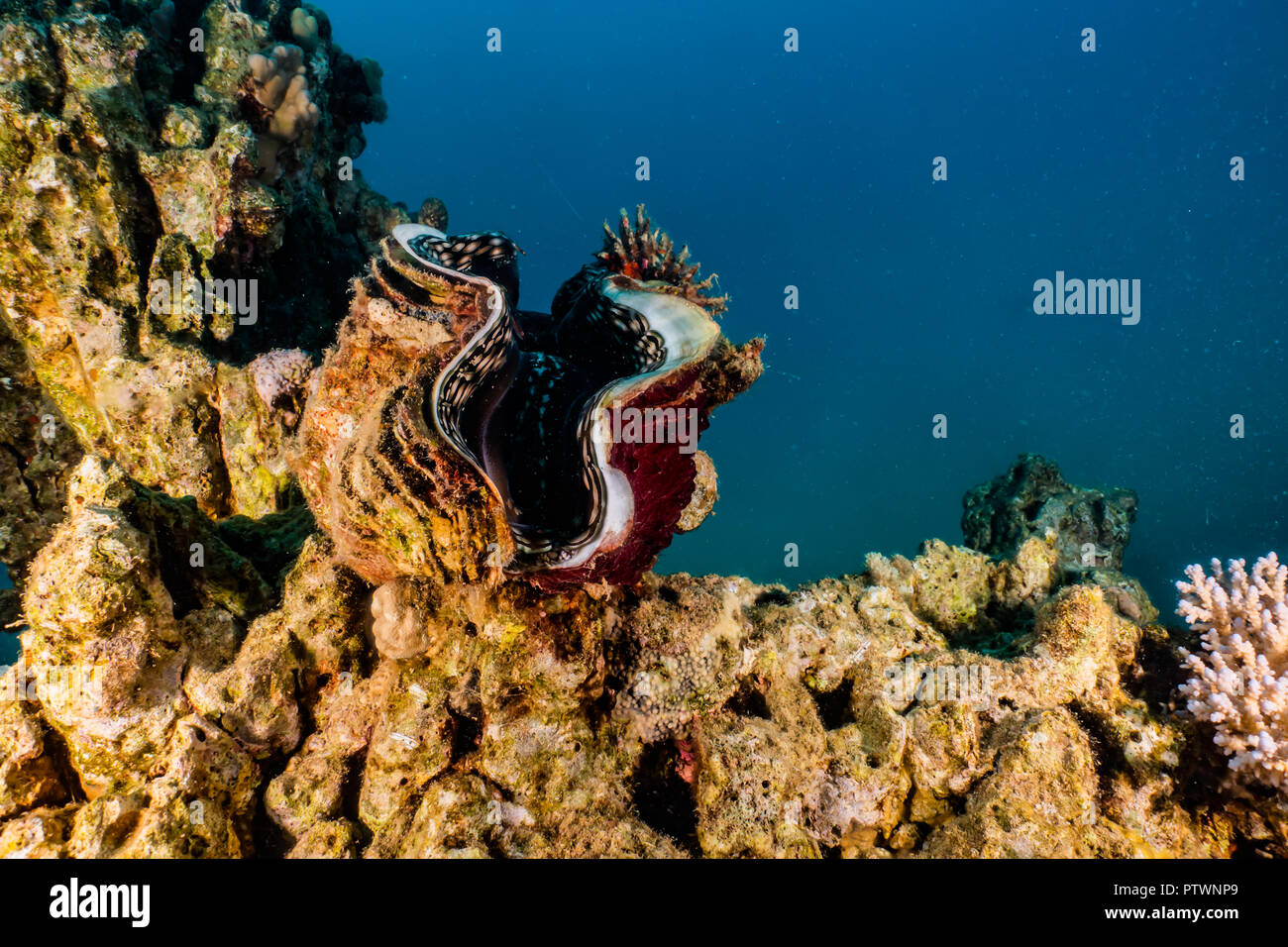Giant Clam in the Red Sea Colorful and beautiful, Eilat Israel Stock ...