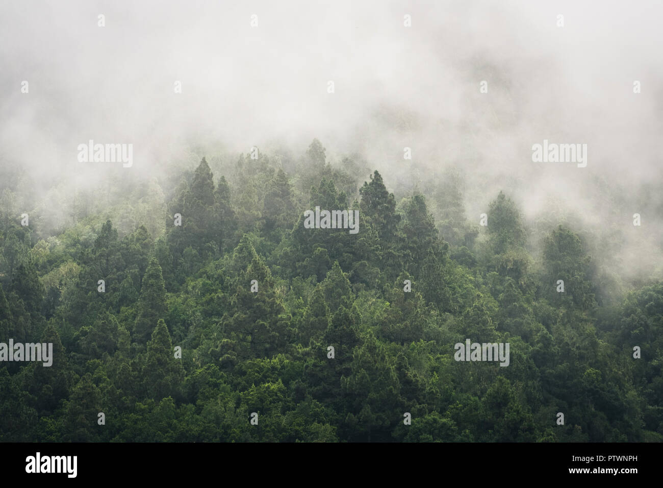 trees in clouds, foggy conifer forest in fog Stock Photo - Alamy