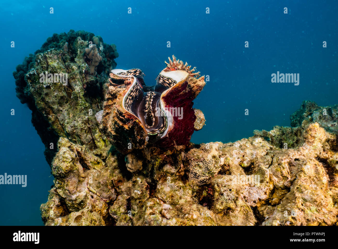 Giant Clam in the Red Sea Colorful and beautiful, Eilat Israel Stock ...