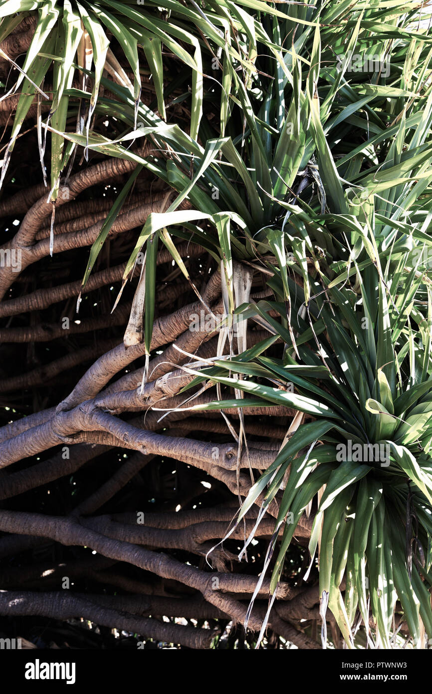 Pandanus tree hi-res stock photography and images - Alamy