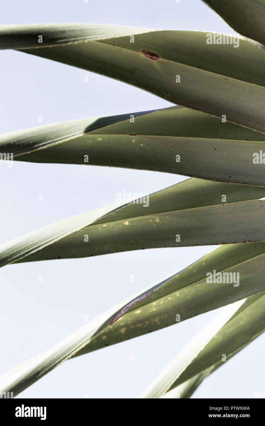 Pandanus leaf hi-res stock photography and images - Alamy