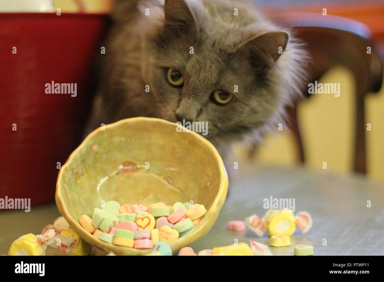 Cat behind spilled dish of candy hearts Stock Photo - Alamy