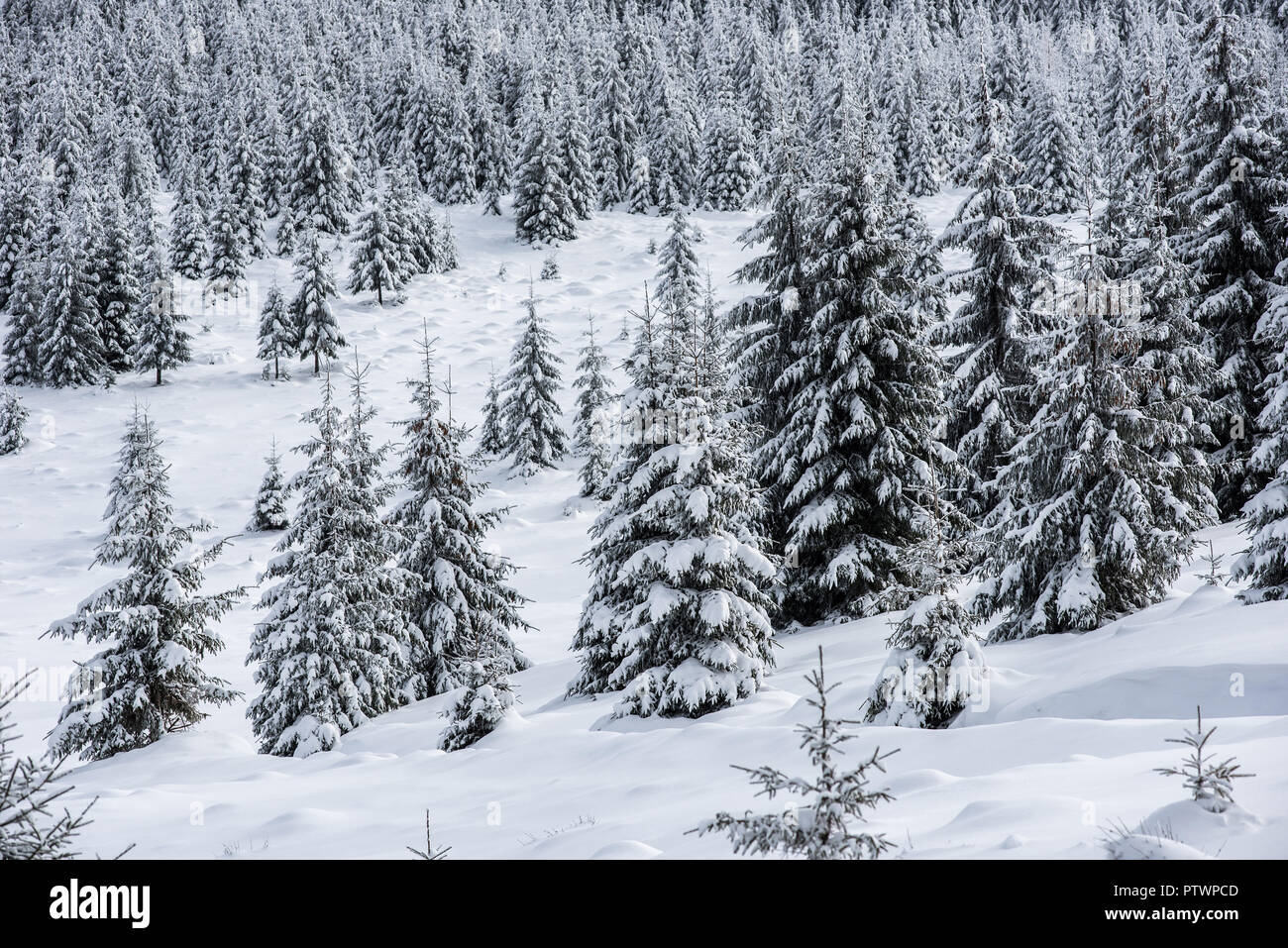 Christmas background with snowy fir trees. Amazing winter landscape ...