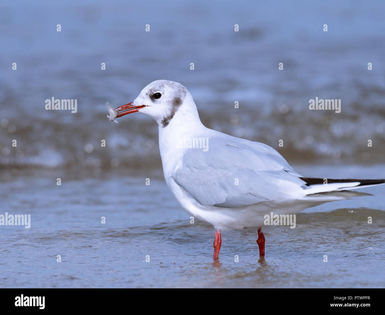 Black headed gull on the beach with small fish in the beak on a sunny ...