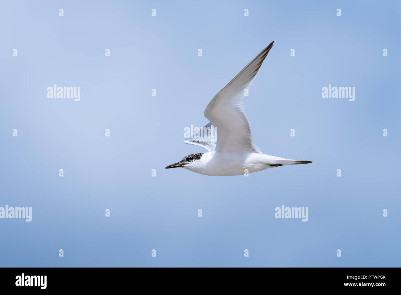 Young sandwich tern (Thalasseus sandvicensis) in flight blue sky Stock ...