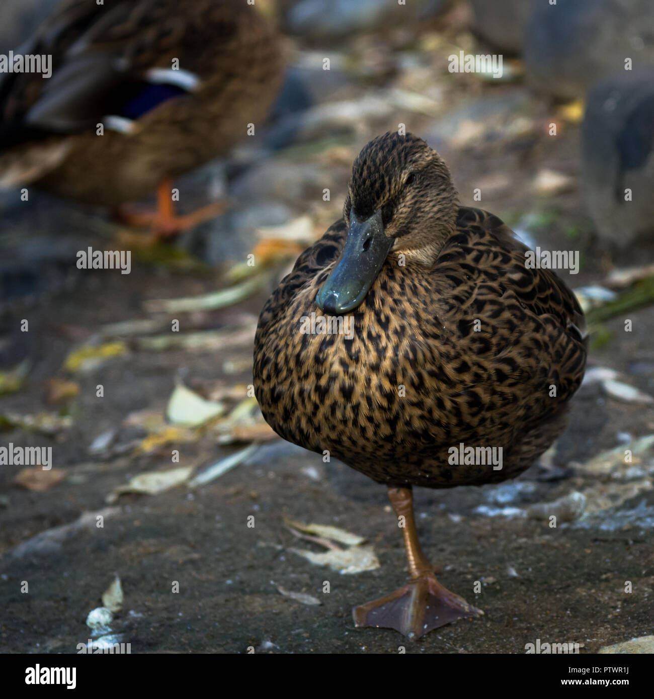 One leg standing duck hi-res stock photography and images - Alamy