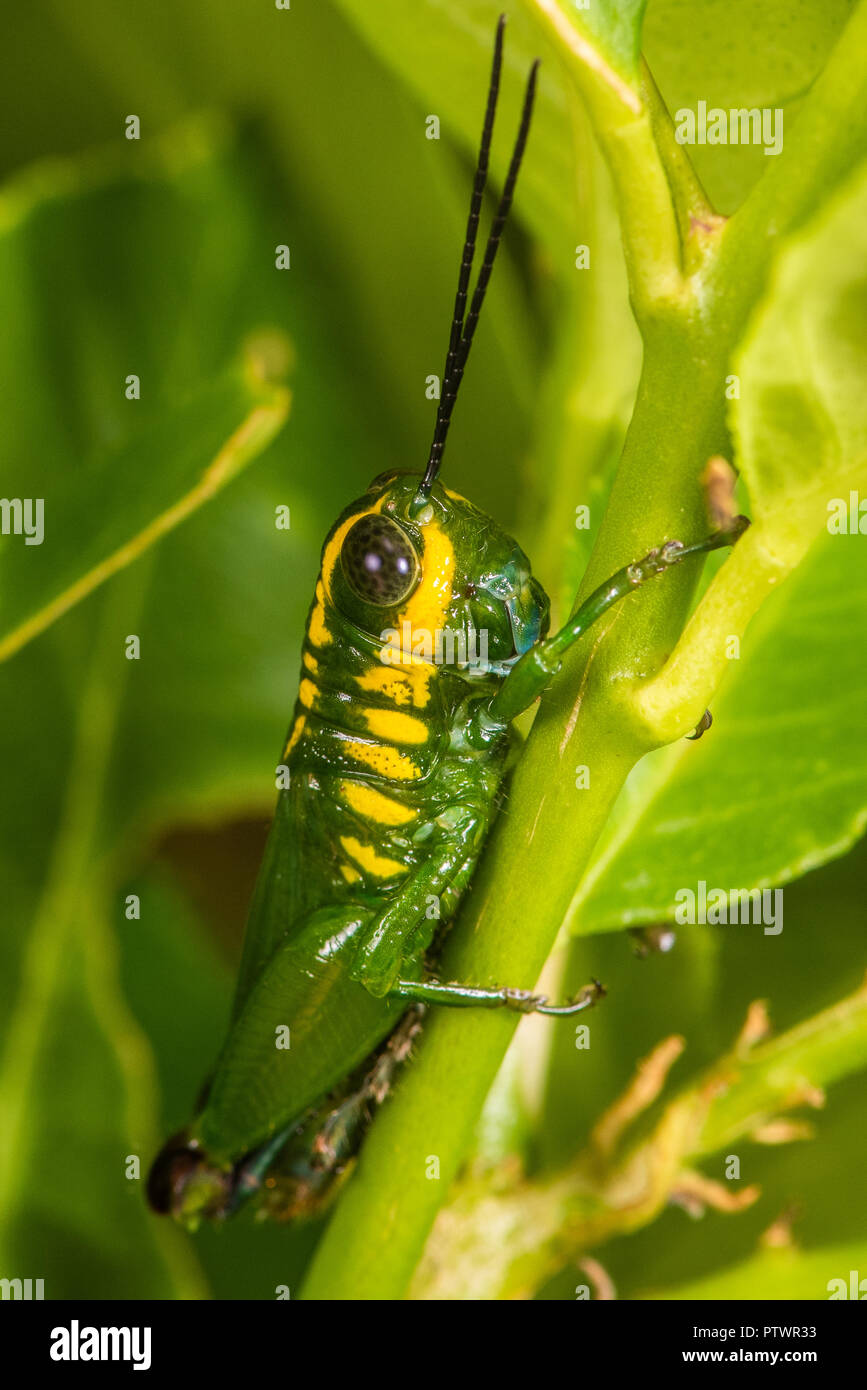 Grasshopper of borneo hi-res stock photography and images - Alamy