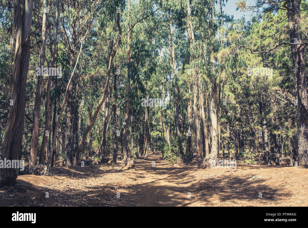 rural road in forest landscape - pathway in wilderness / nature Stock ...