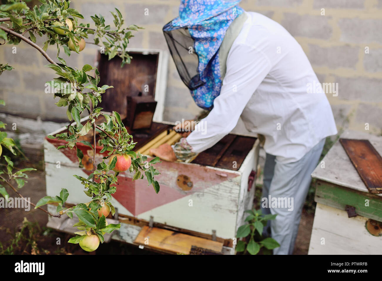 Young apple-tree on the background of an apiary and a beekeeper Stock ...