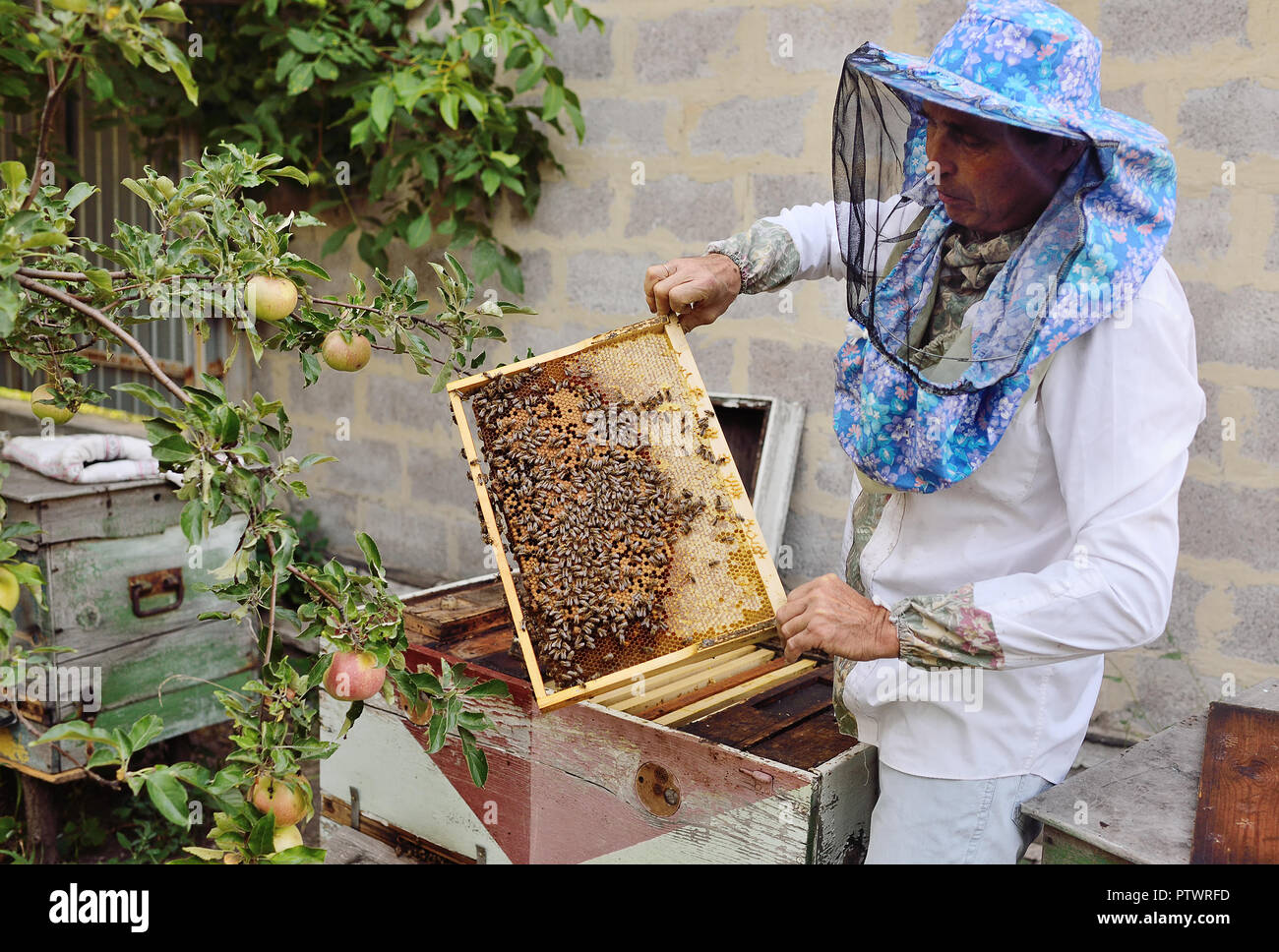 a male bee-keeper takes out of the beehive or apiary the frame for bees ...