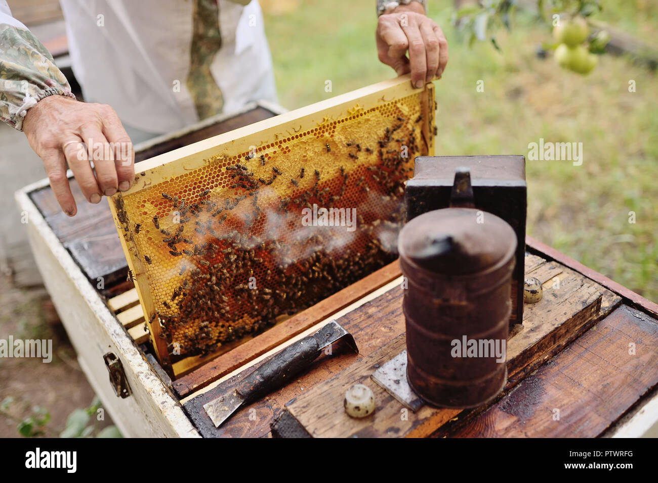 a male bee-keeper takes out of the beehive or apiary the frame for bees ...