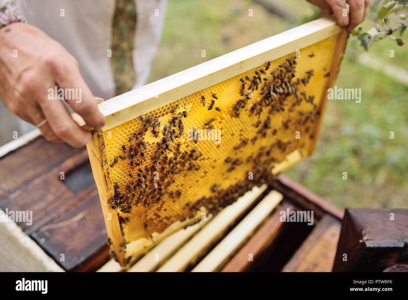 frame for bees close-up in the hands of a beekeeper in the background ...