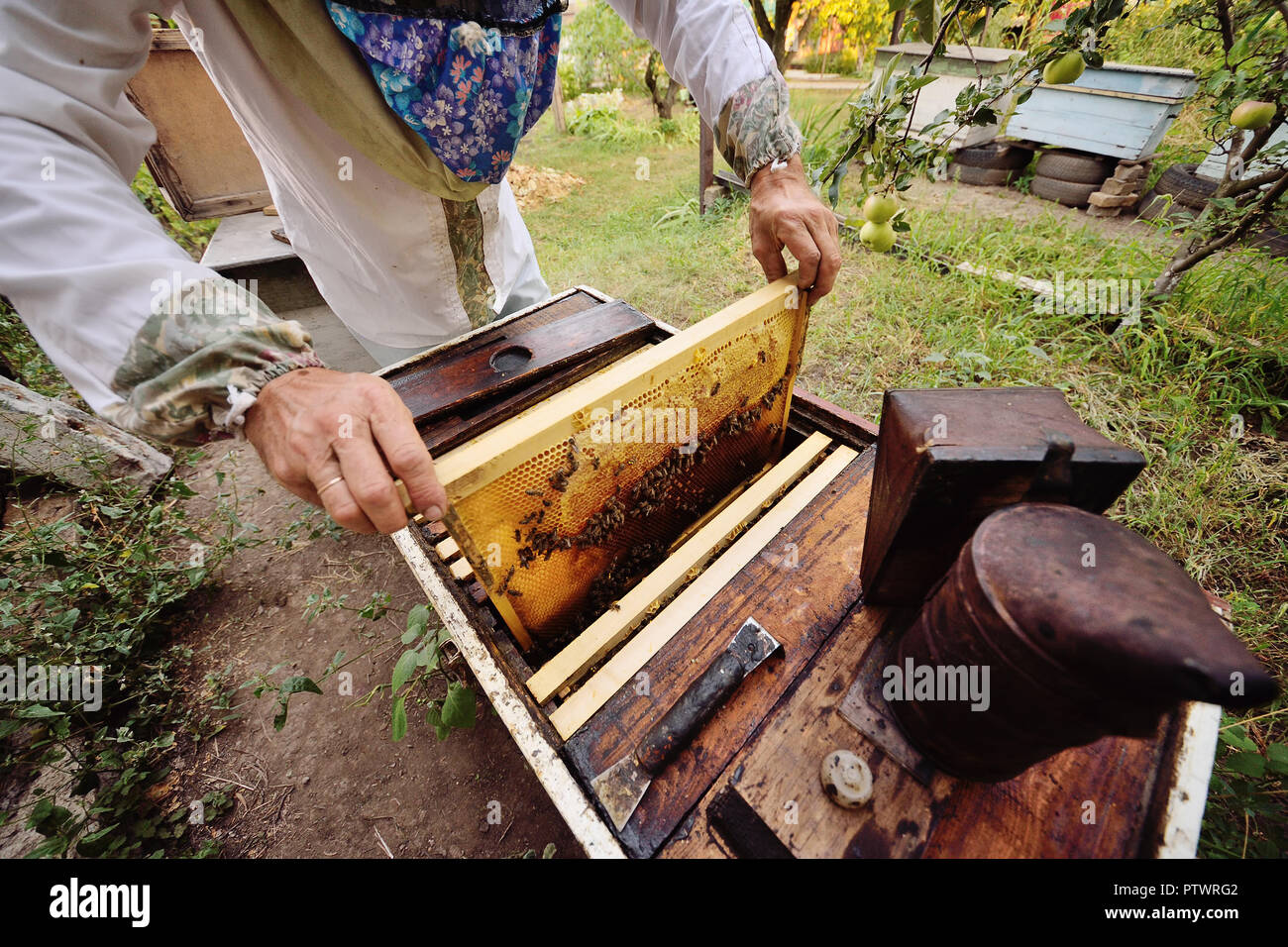 a male bee-keeper takes out of the beehive or apiary the frame for bees ...