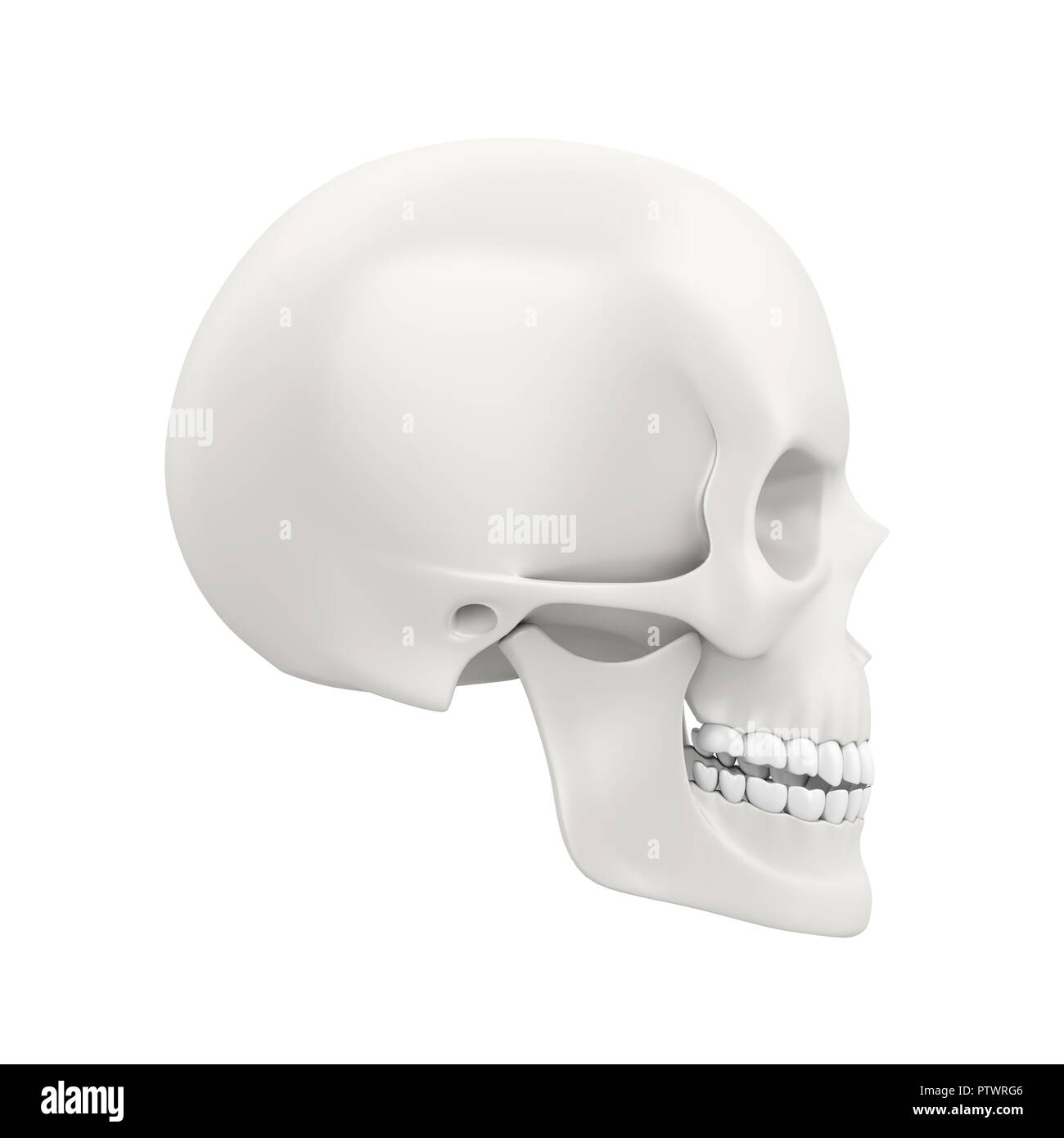 Human Skull Isolated Stock Photo - Alamy