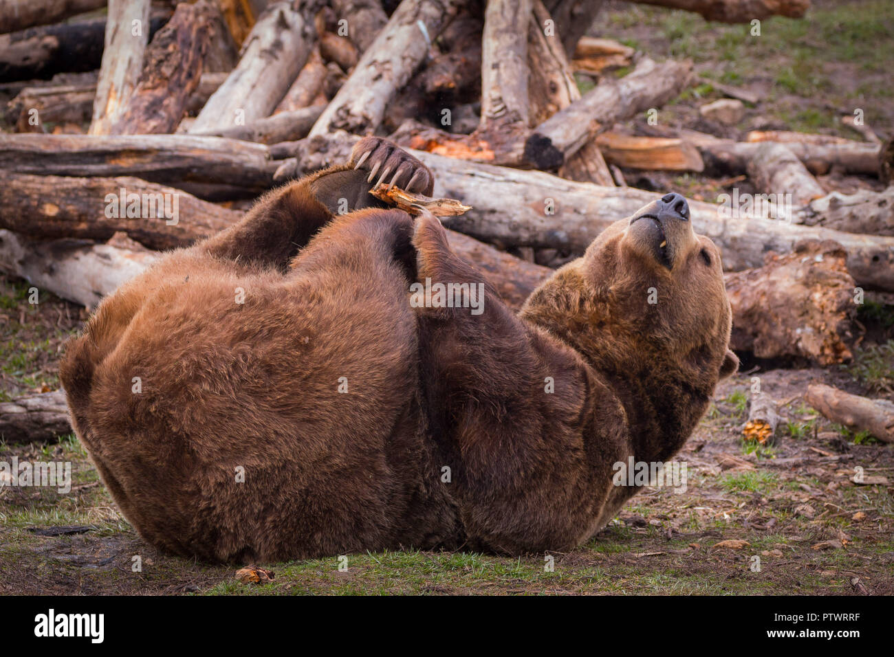 Up close shot of grizzly bear rolling on its back, playing Stock Photo ...