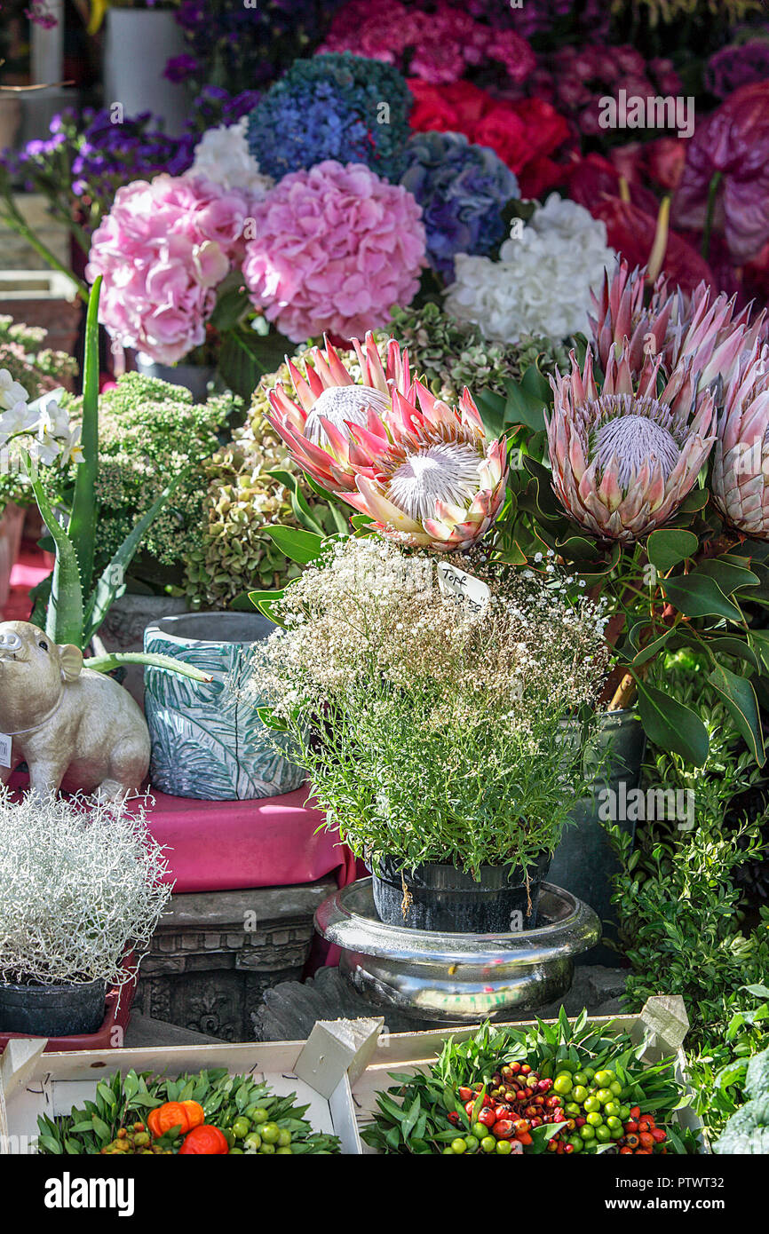 Blummen display hi-res stock photography and images - Alamy