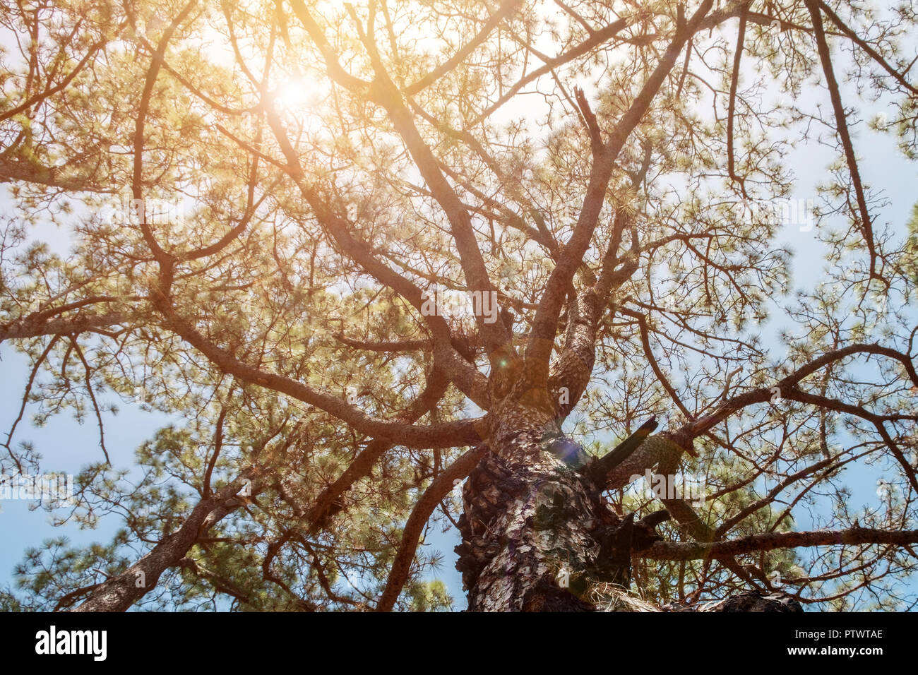 inside forest looking up tree trunk to blue sky Stock Photo - Alamy