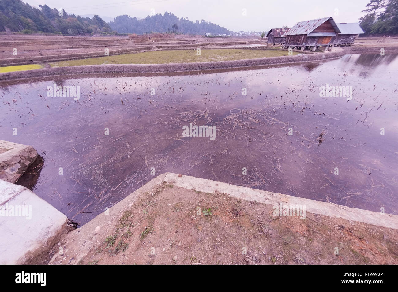 Pond irrigation,Old Ziro ,village,rice field,pine trees, rural ...