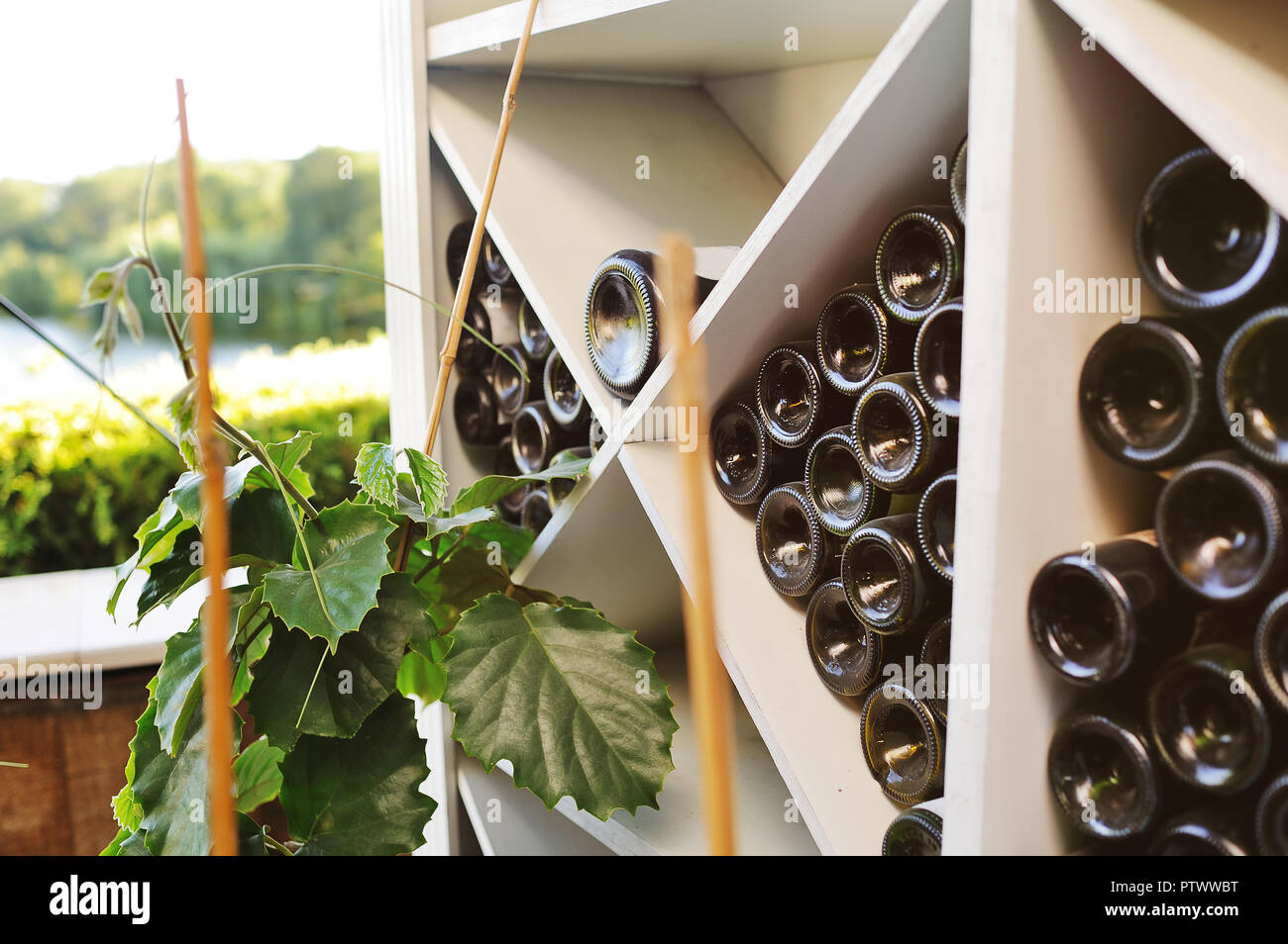bottles of wine on the shelves against the background of grape leaves ...