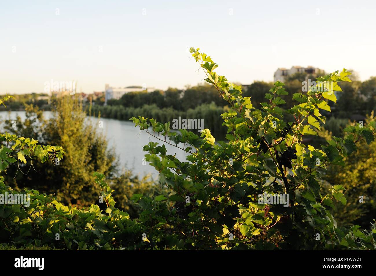 grape leaves against the background of the river and beautiful scenery ...