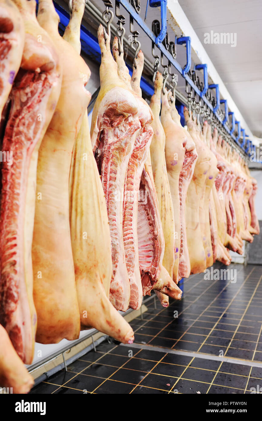 Cutting and processing of meat. Pork carcasses against the background ...