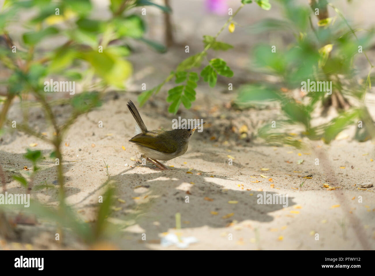 Camaroptera brachyura brevicaudata hi-res stock photography and images ...