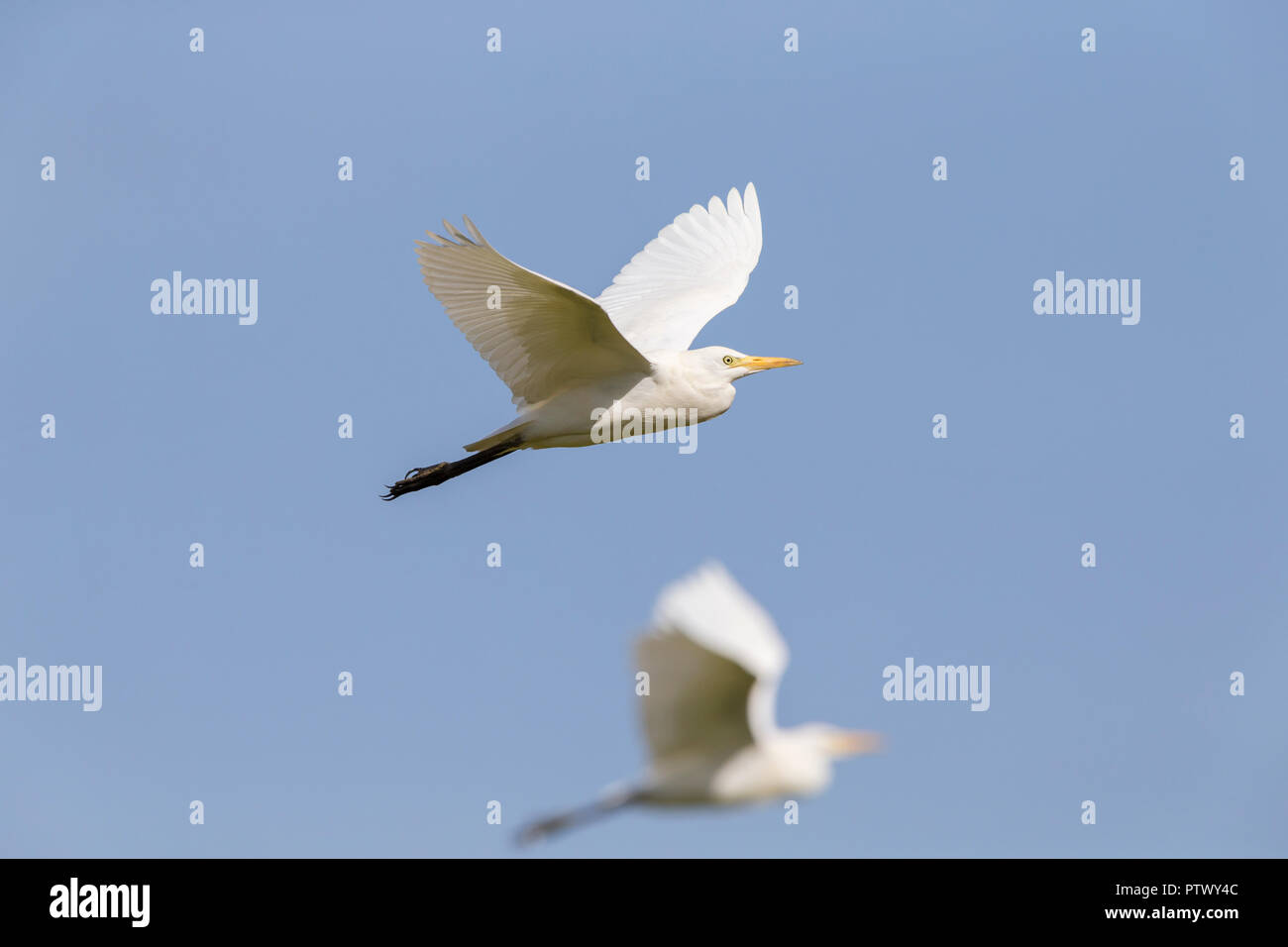 Intermediate egret Egretta intermedia, adult, in flight against blue ...