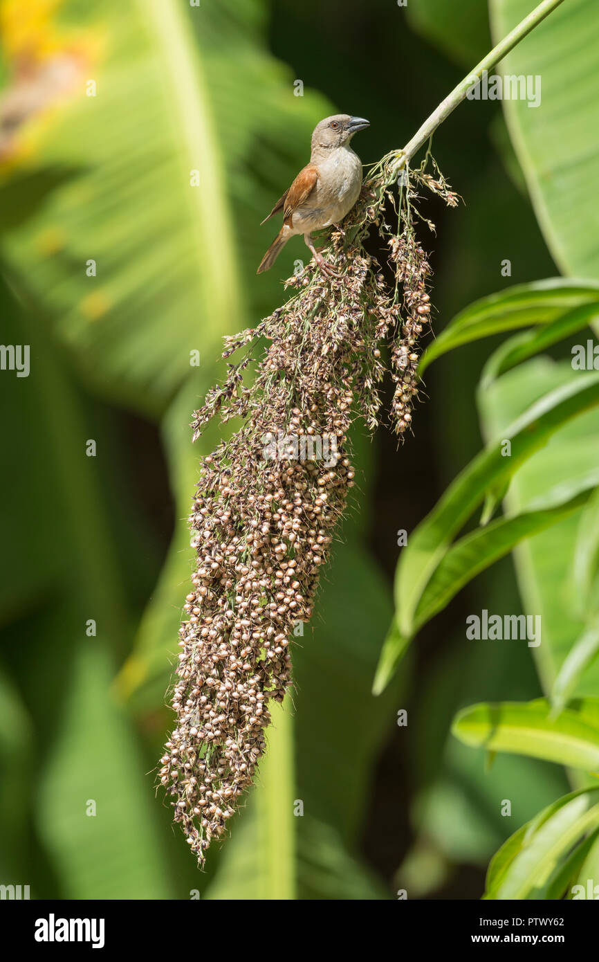 Grey Headed Sparrow Passer Griseus High Resolution Stock Photography ...