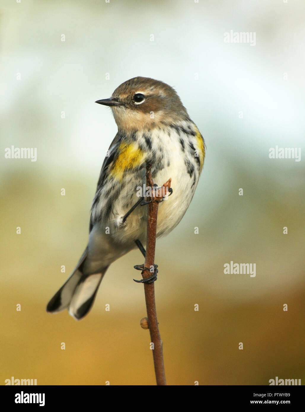 Yellow rumped bird hi-res stock photography and images - Alamy