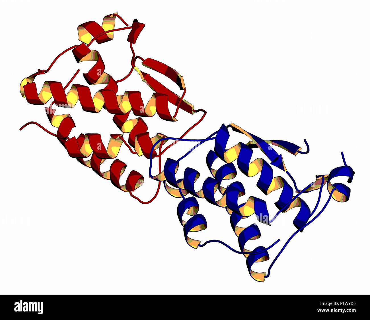 Colony stimulating factor 1 (CSF-1, M-CSF). Also known as macrophage ...