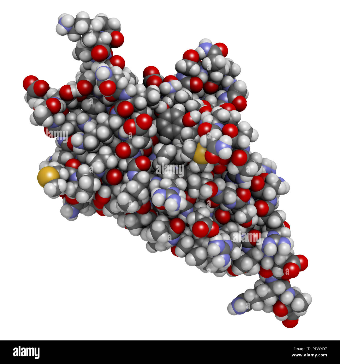 Programmed cell death 1 (PD-1, CD279) receptor protein. PD-1 is a major ...