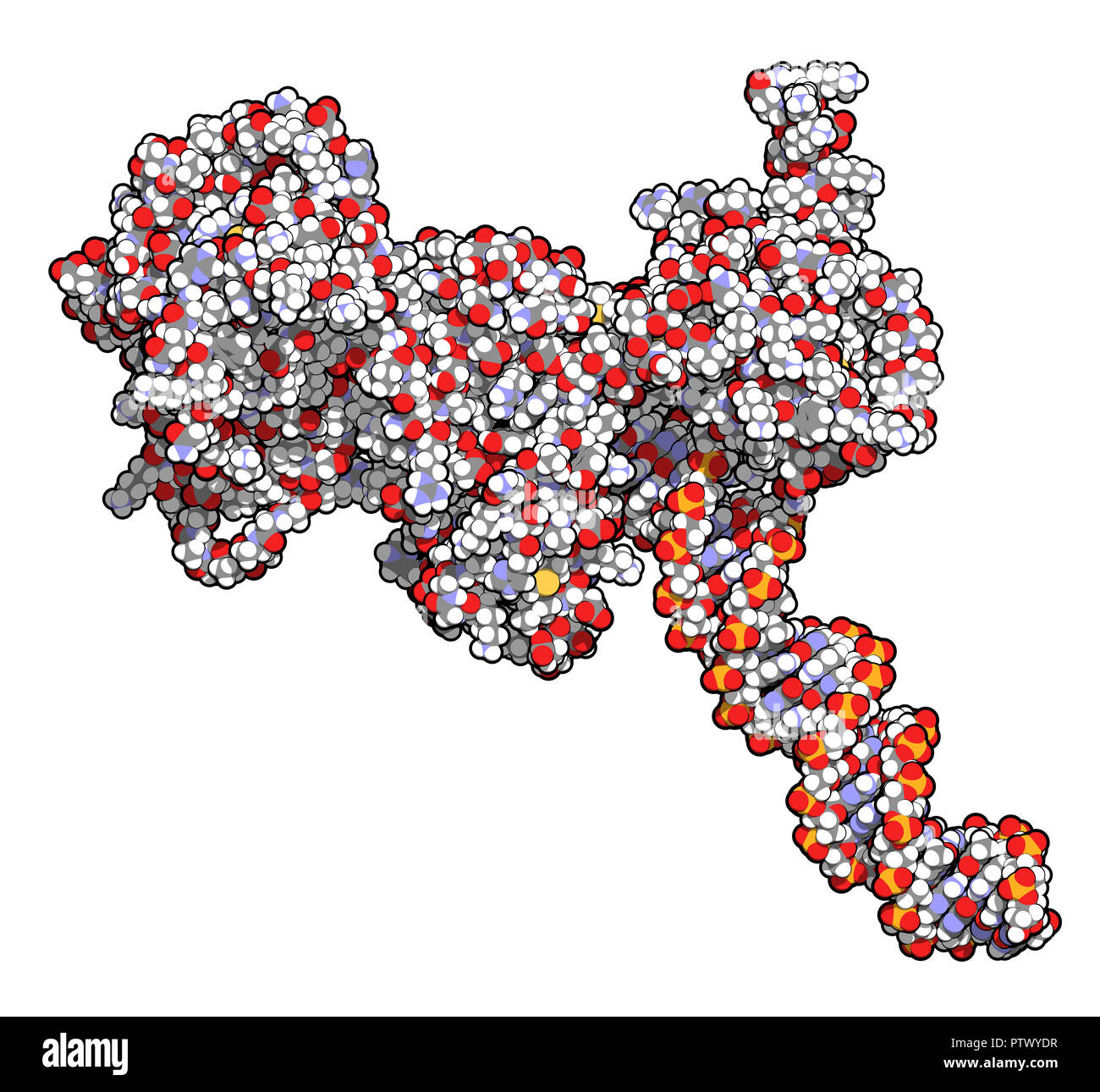Parp dna hi-res stock photography and images - Alamy