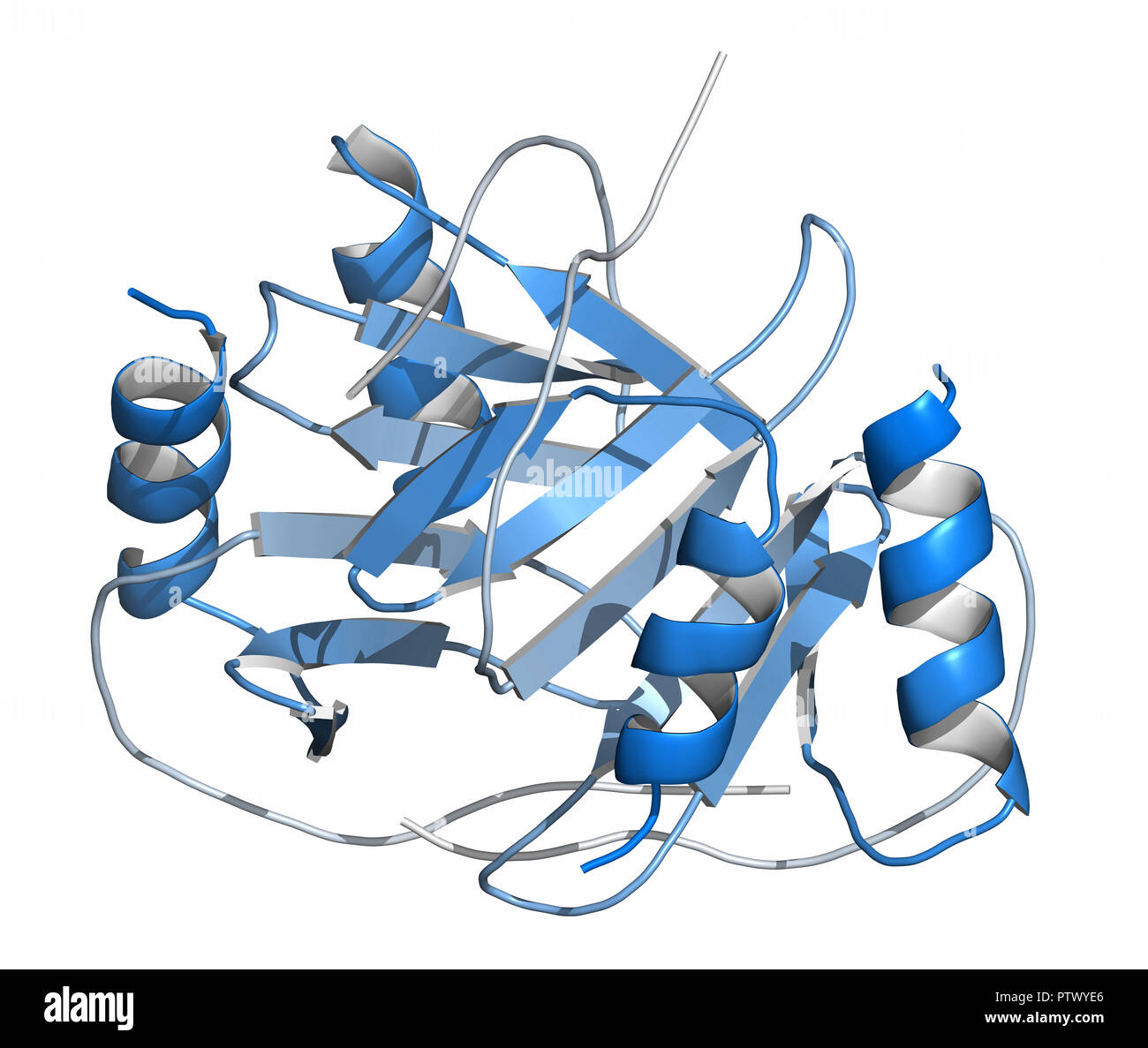 Platelet factor 4 (PF-4) chemokine protein. 3D rendering, cartoon ...