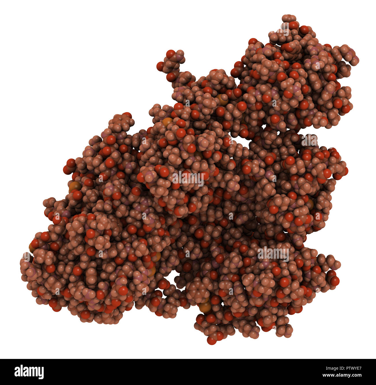Plasminogen plasmin precursor protein. Plasmin is an enzyme responsible ...