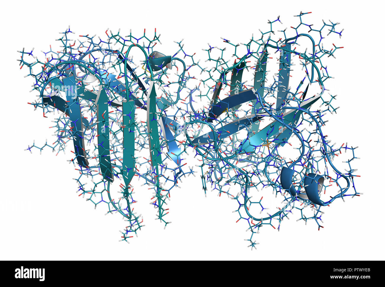 Superoxide dismutase 1 (SOD1) enzyme. Converts superoxide radical in ...