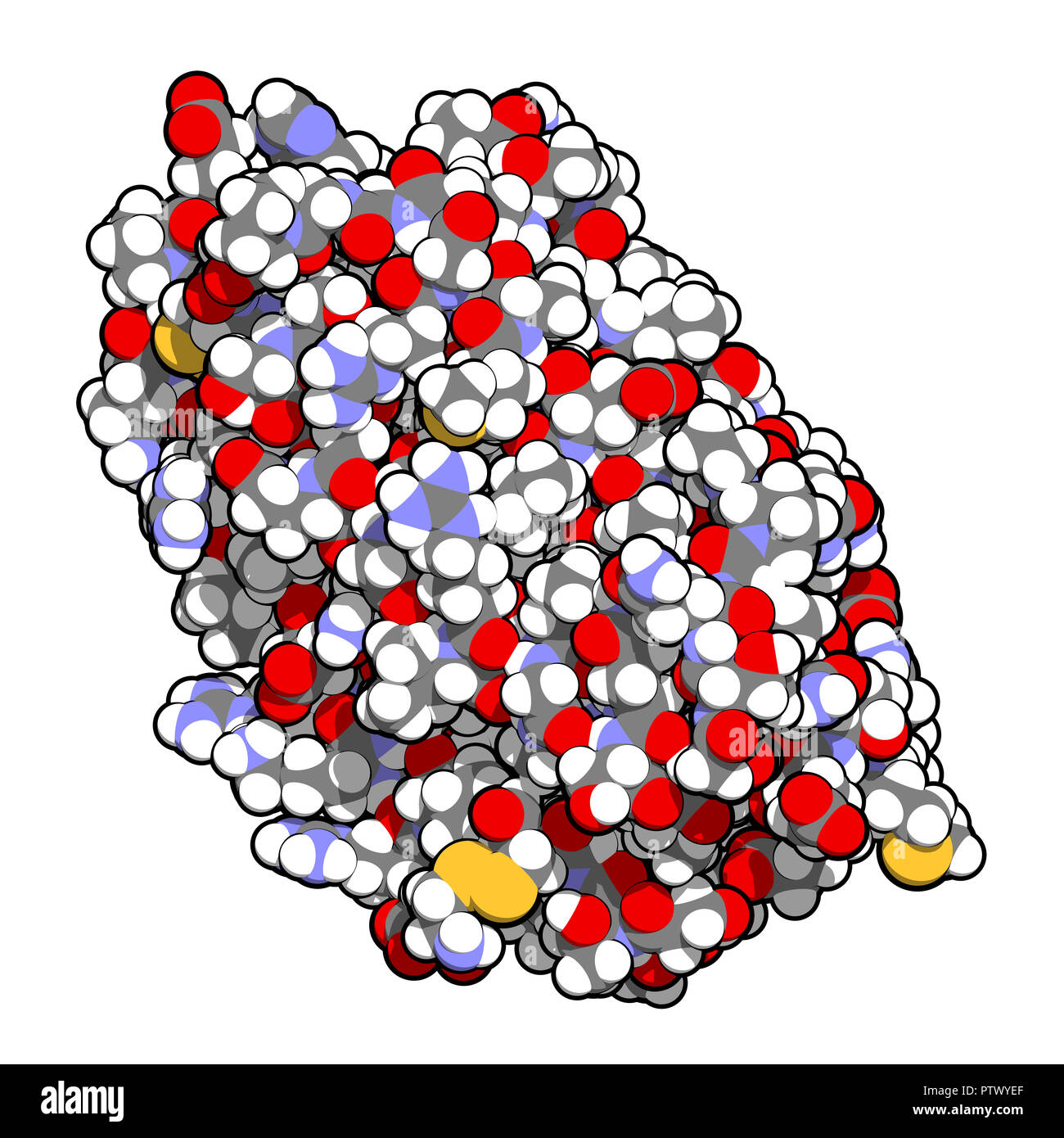 Thrombopoietin (THPO, functional domain) hormone. Regulates production ...