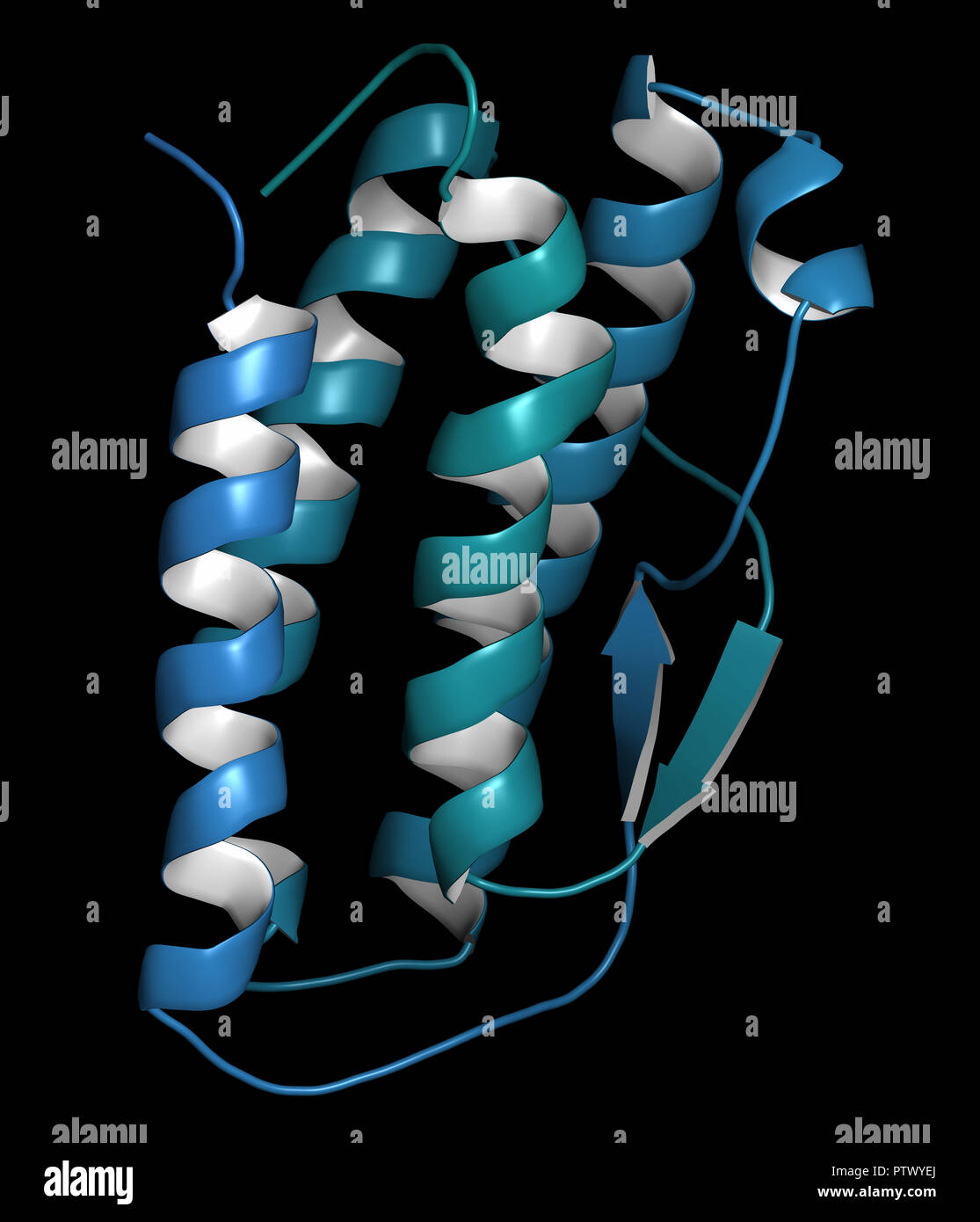 Thrombopoietin (THPO, functional domain) hormone. Regulates production ...