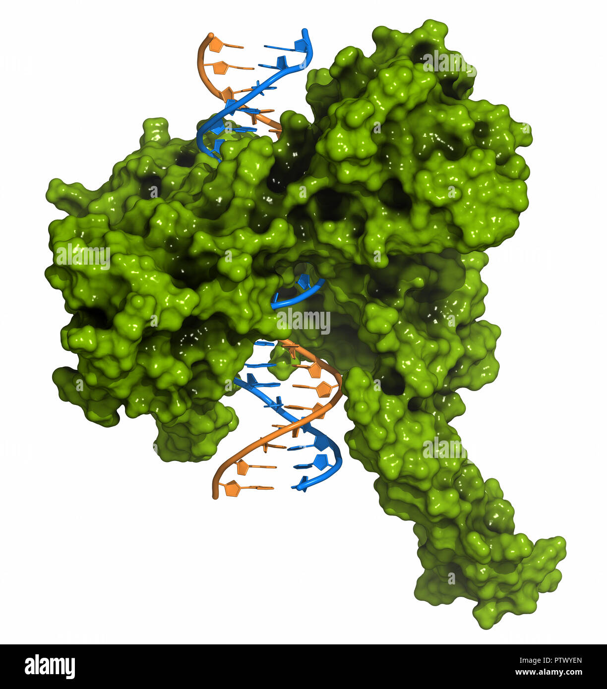 Dna topoisomerase hi-res stock photography and images - Alamy