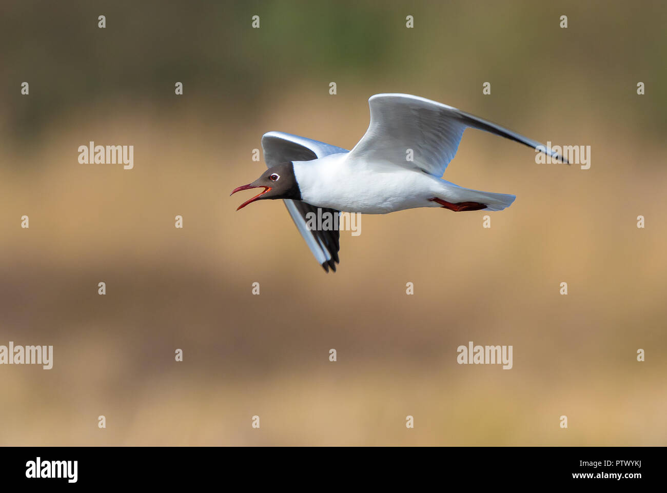 Black Angry Bird Flying