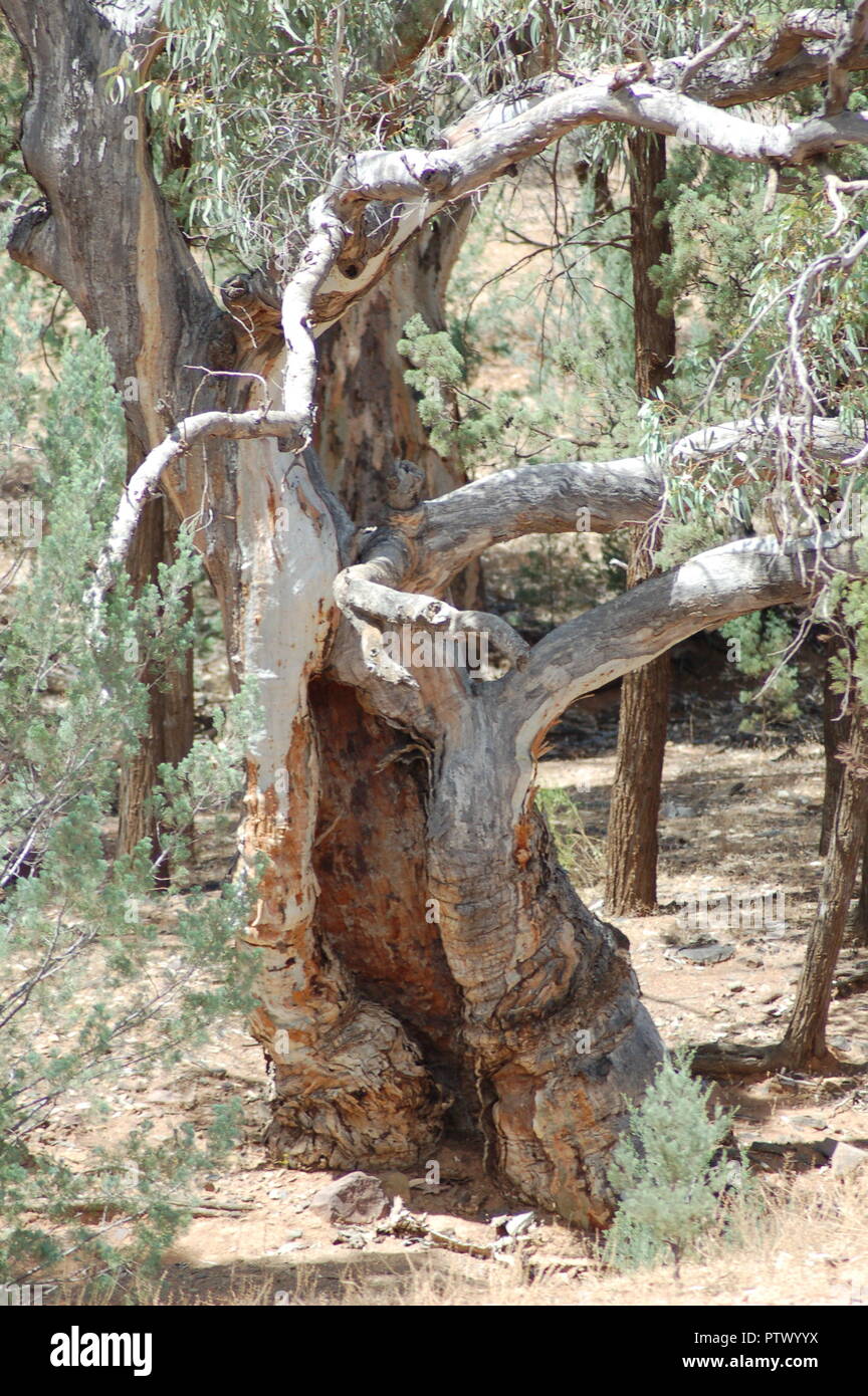 very old native tree Stock Photo - Alamy