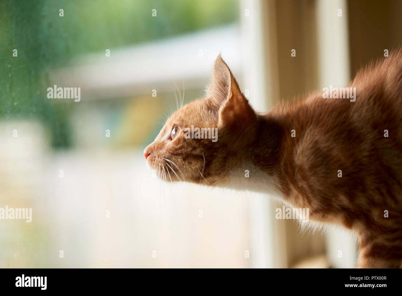 Adorable red ginger tabby cat looking out a window with excitement and ...