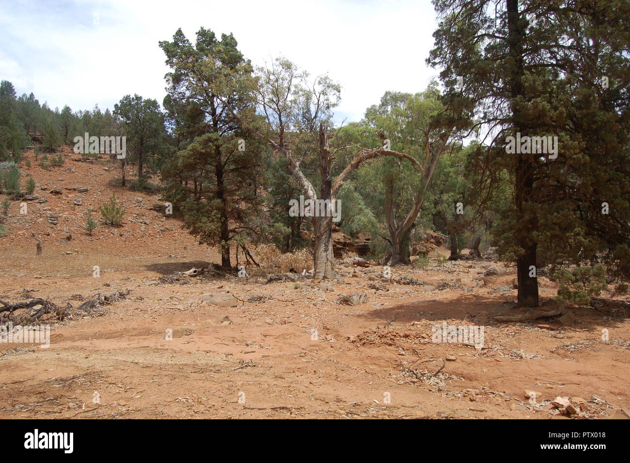 Native pine trees hi-res stock photography and images - Alamy