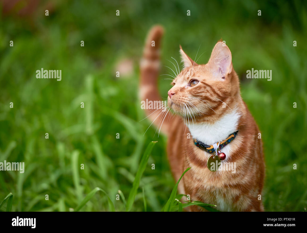 Domestic ginger tabby cat hi-res stock photography and images - Alamy