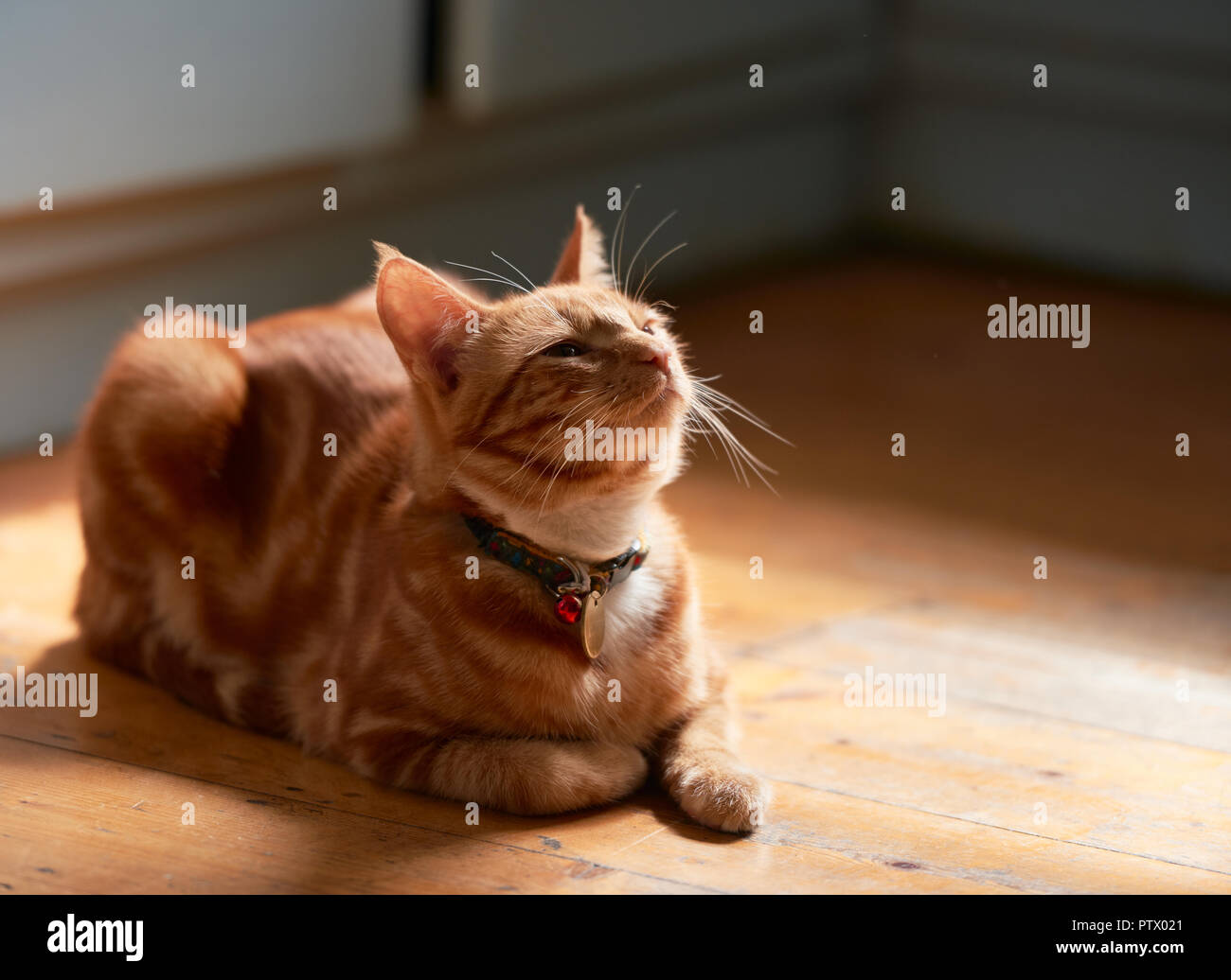 Adorable young ginger red tabby cat back lit laying on a wooden floor ...
