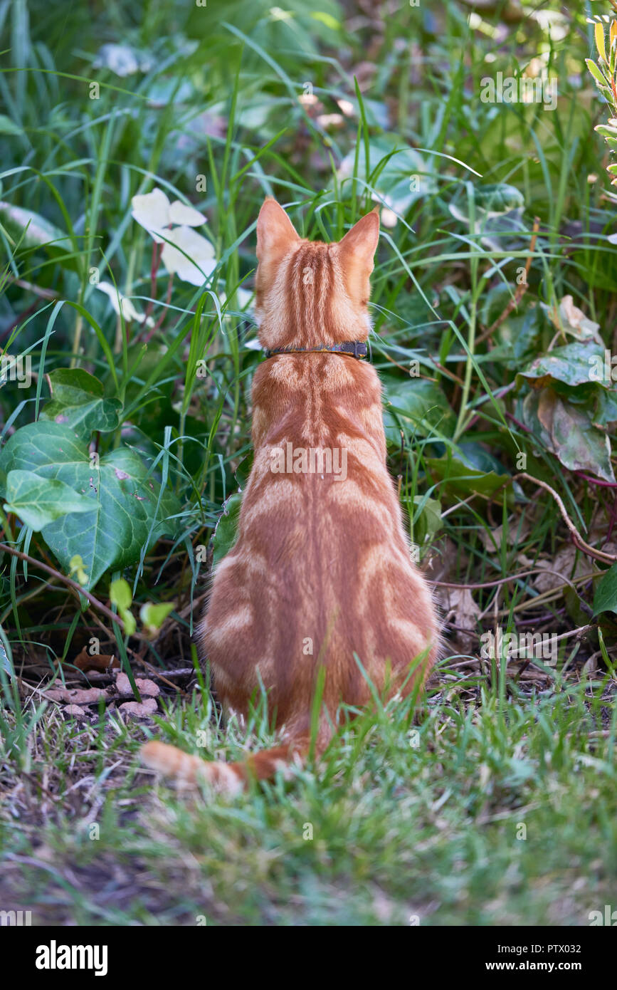 Ginger tabby cat with its back to the camera mouse hunting and looking ...