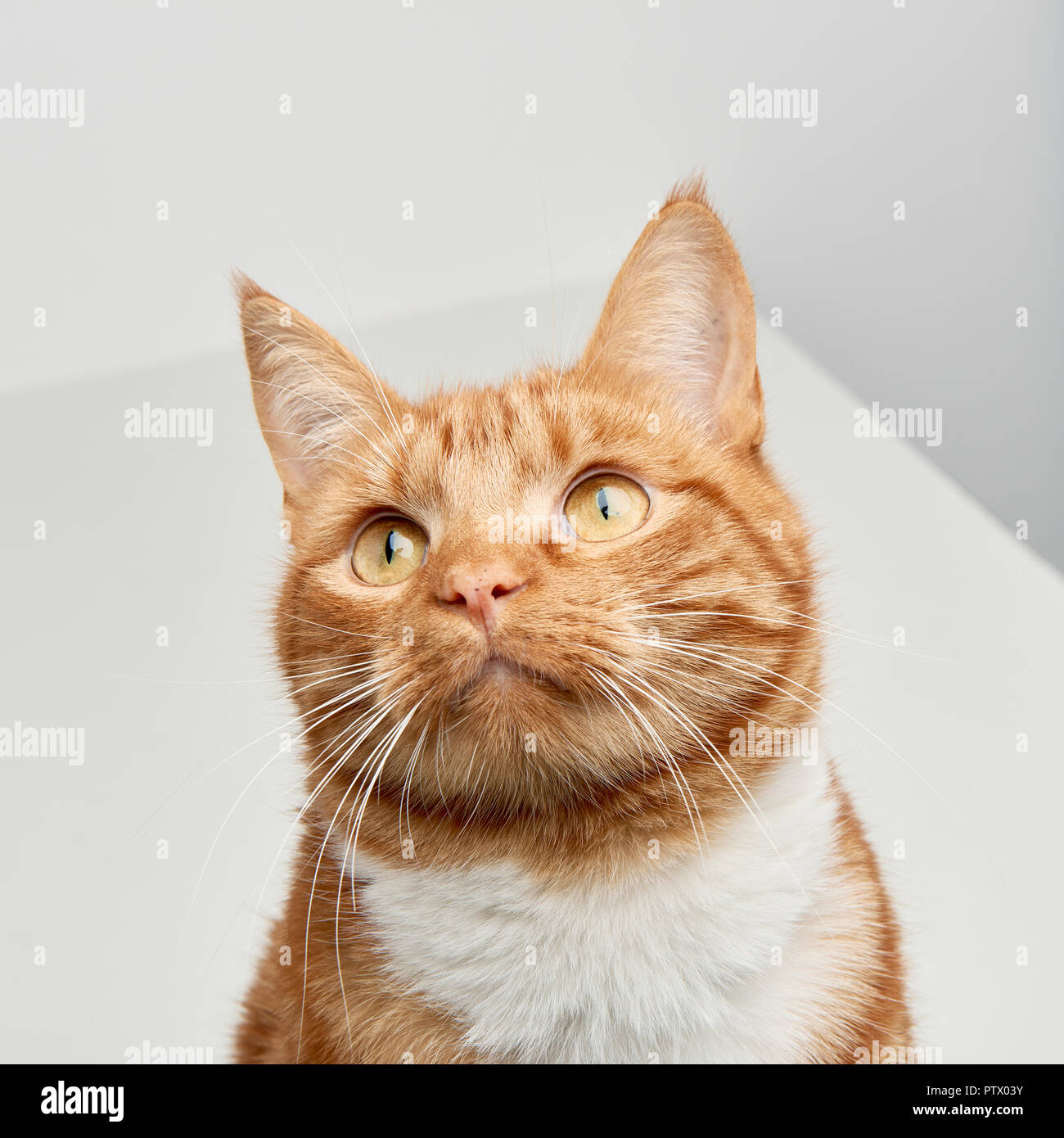 Handsome ginger cat hi-res stock photography and images - Alamy