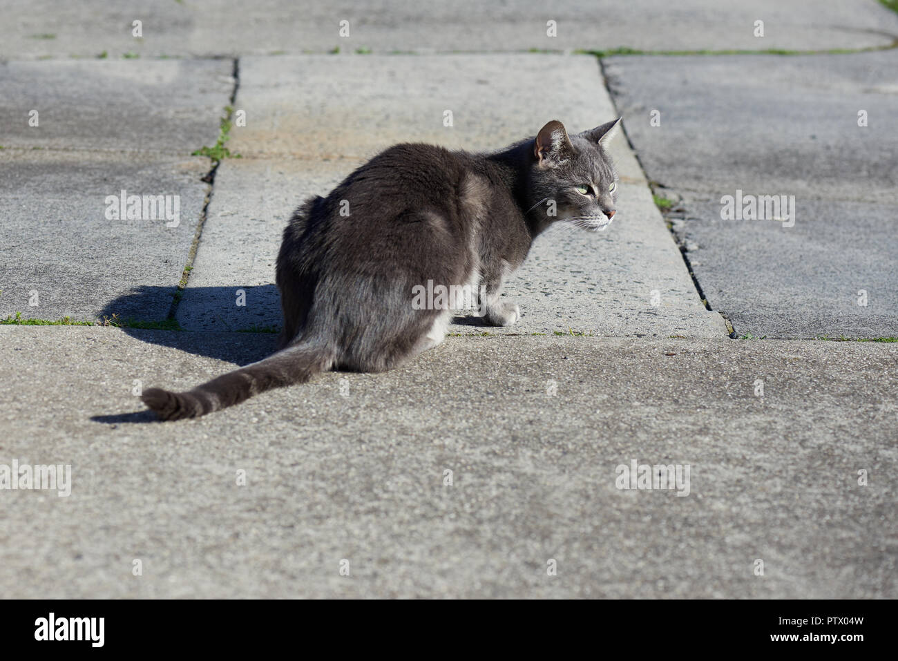 Grey street cat on a concrete footpath in the sun Stock Photo - Alamy